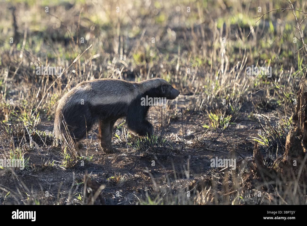 Honey badger, Kruger National Park, South Africa, Africa Stock Photo ...