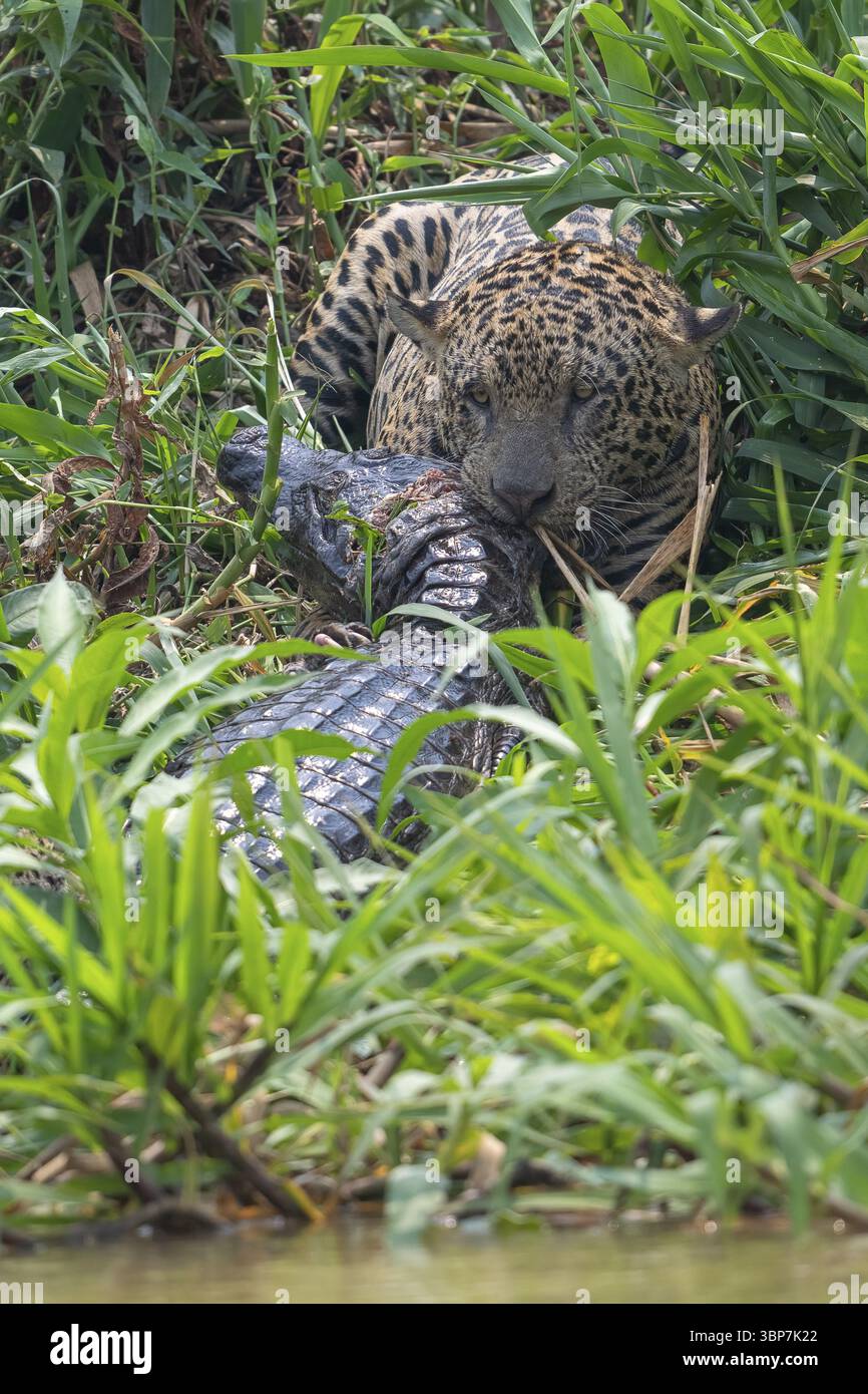 Jaguar (Panthera onca), spectacled caiman (Caiman crocodilus yacara ...