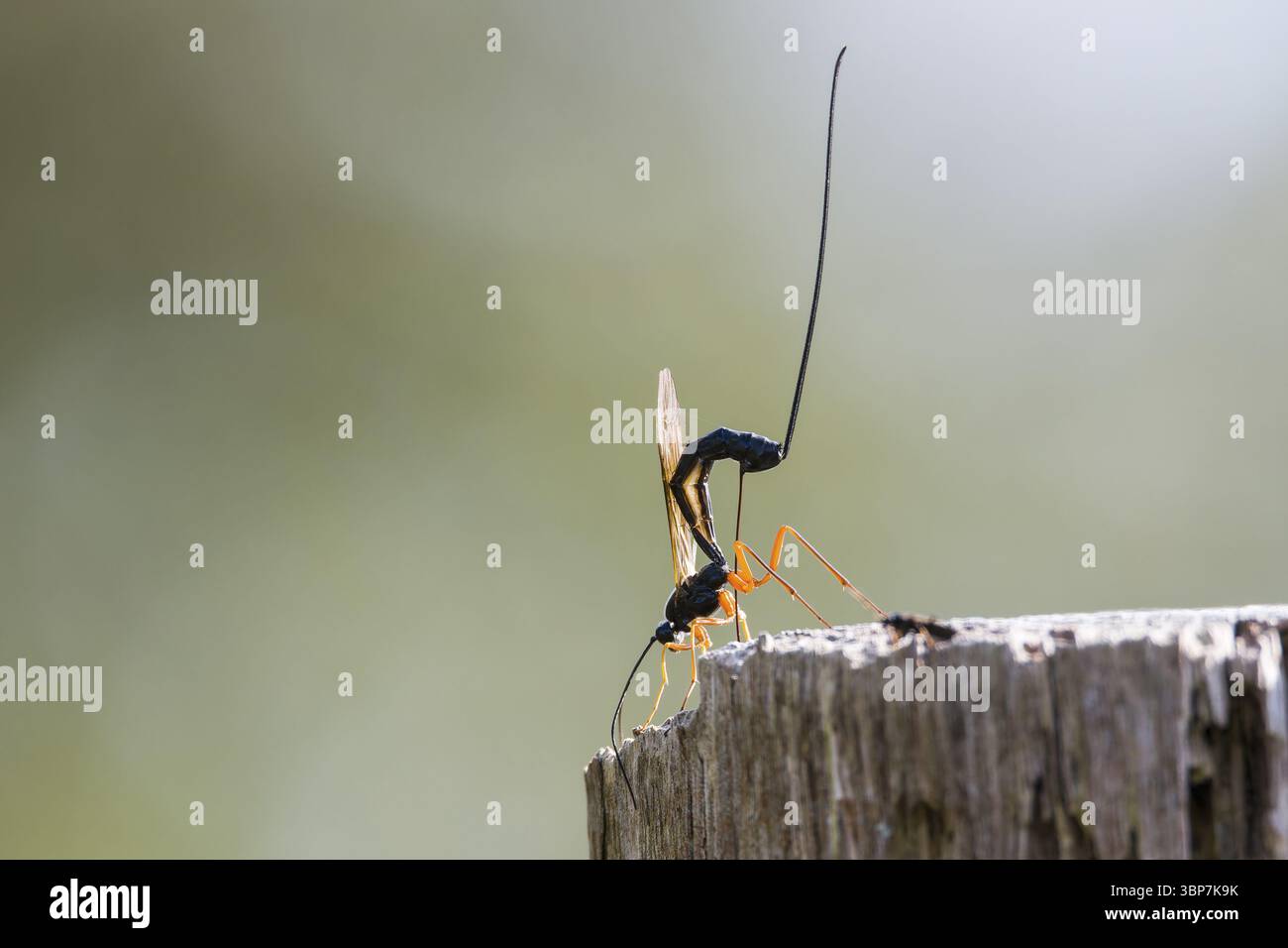 Riesenschlupfwespe, Holzwespen-Schlupfwespe bei der Eiablage. Giant ...