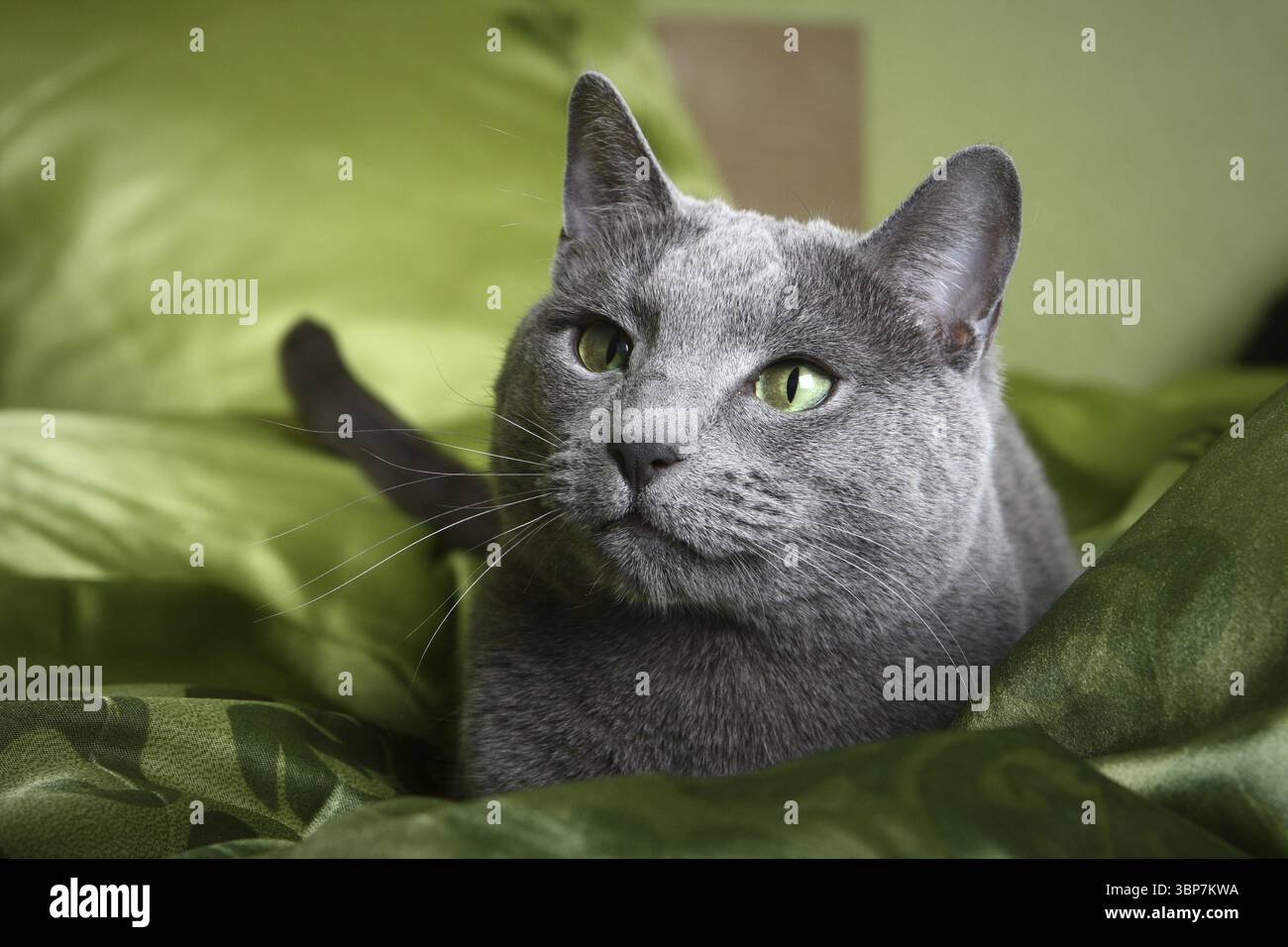 Russian blue tomcat with wonderfully bright eyes sits in shiny green ...