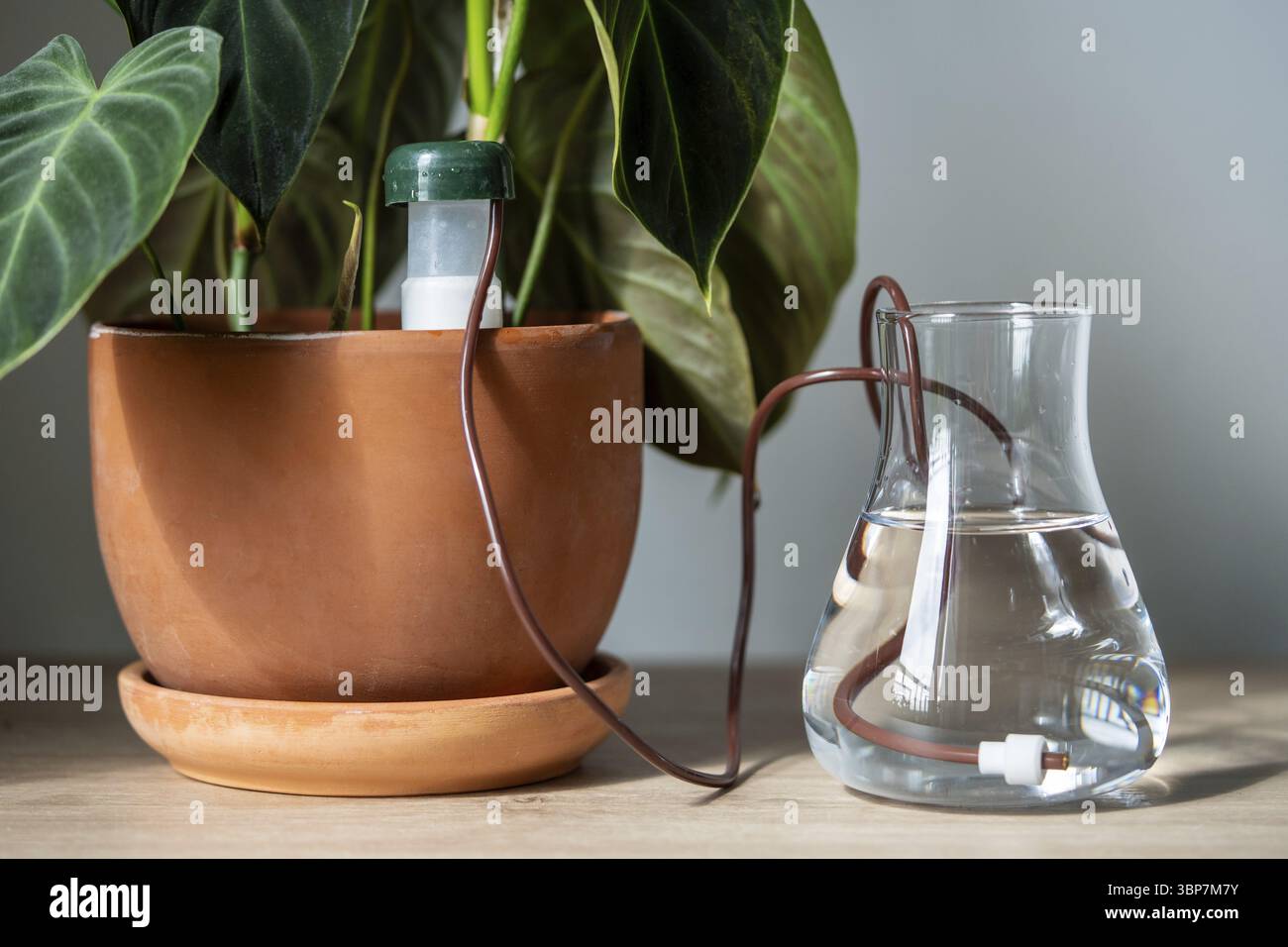 Self watering system drip hi-res stock photography and images - Alamy