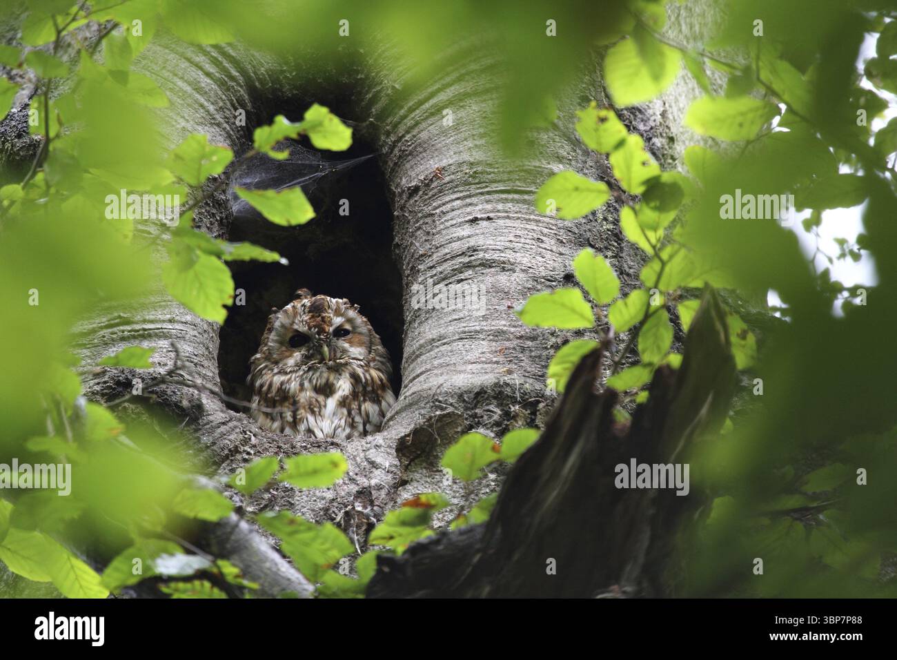 Tawny owl hidden in its tree hollow in the forest Stock Photo - Alamy