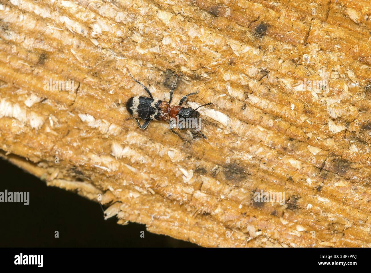 Ameisenbuntkaefer (Thanasimus formicarius). Ant beetle (Thanasimus ...