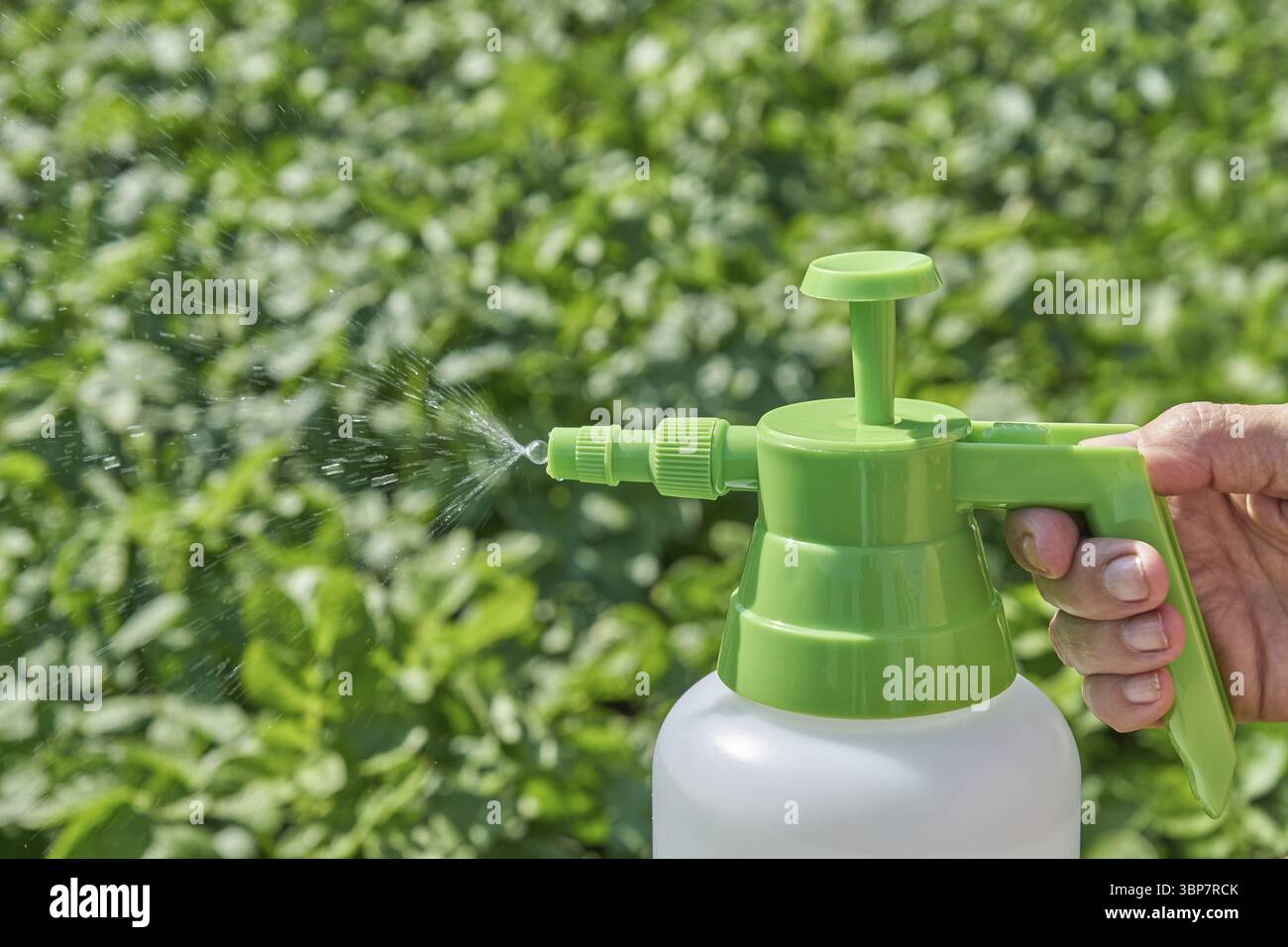 Farmer sprays pesticide with manual sprayer against insects on potato ...