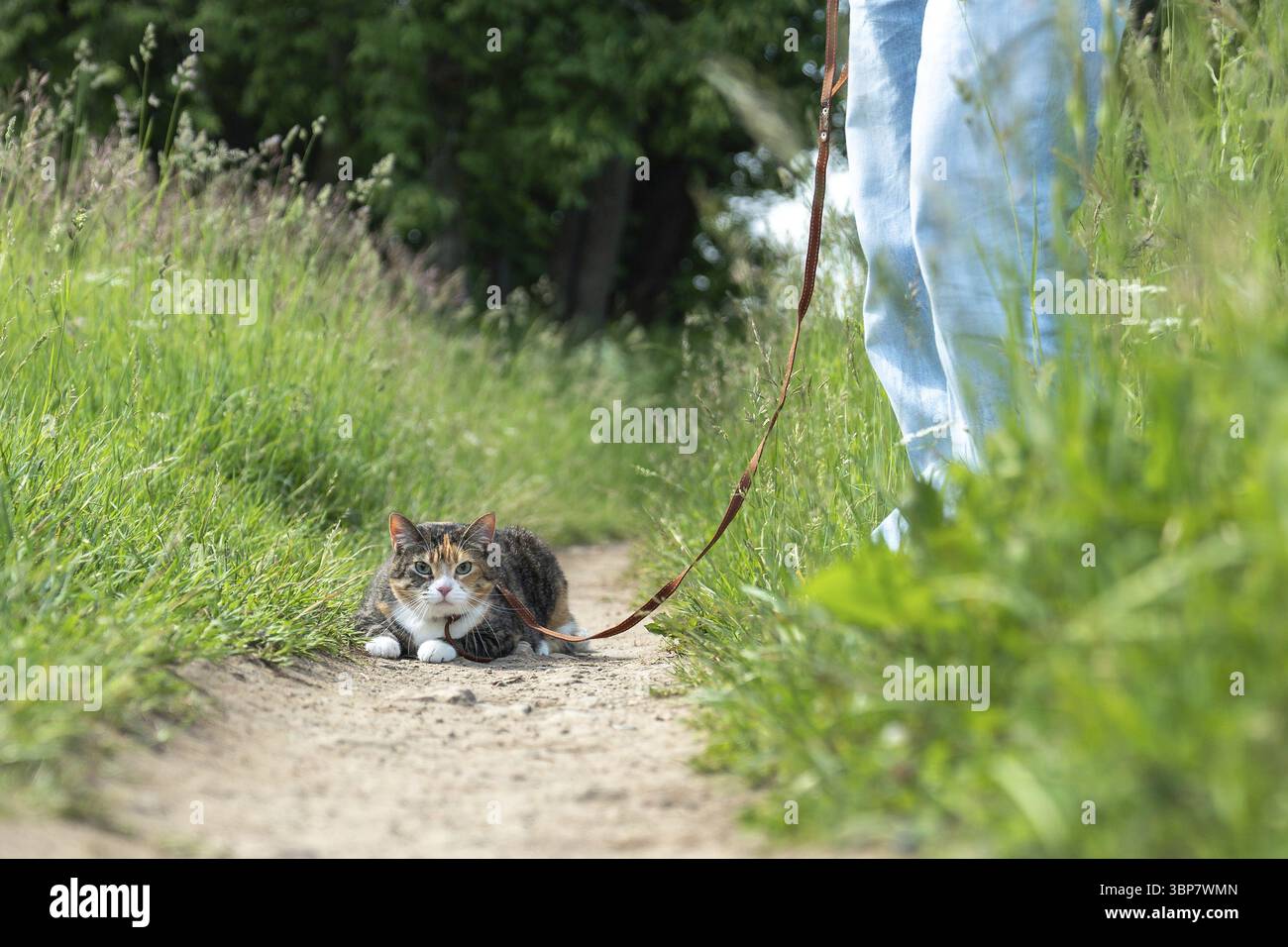 Interested cat exploring nature, walking outside. Inquisitive domestic ...