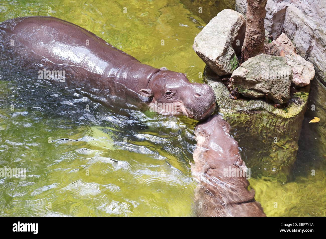 Beautiful Pygmy Hippopotamus Couple Kissing in the Pool during Mating ...