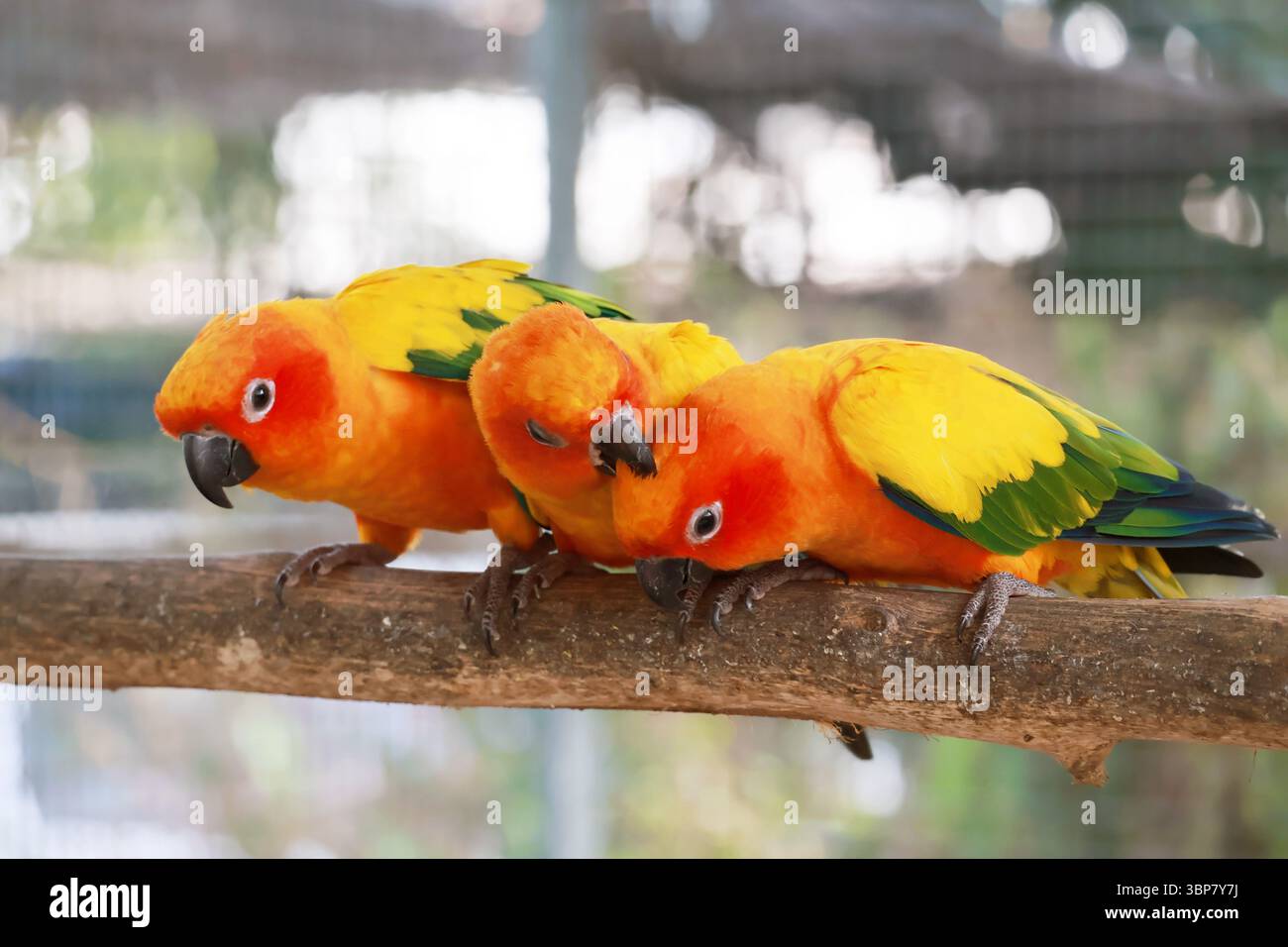 Sun Conure couple preening it's love one, a vibrantly colored parrot ...