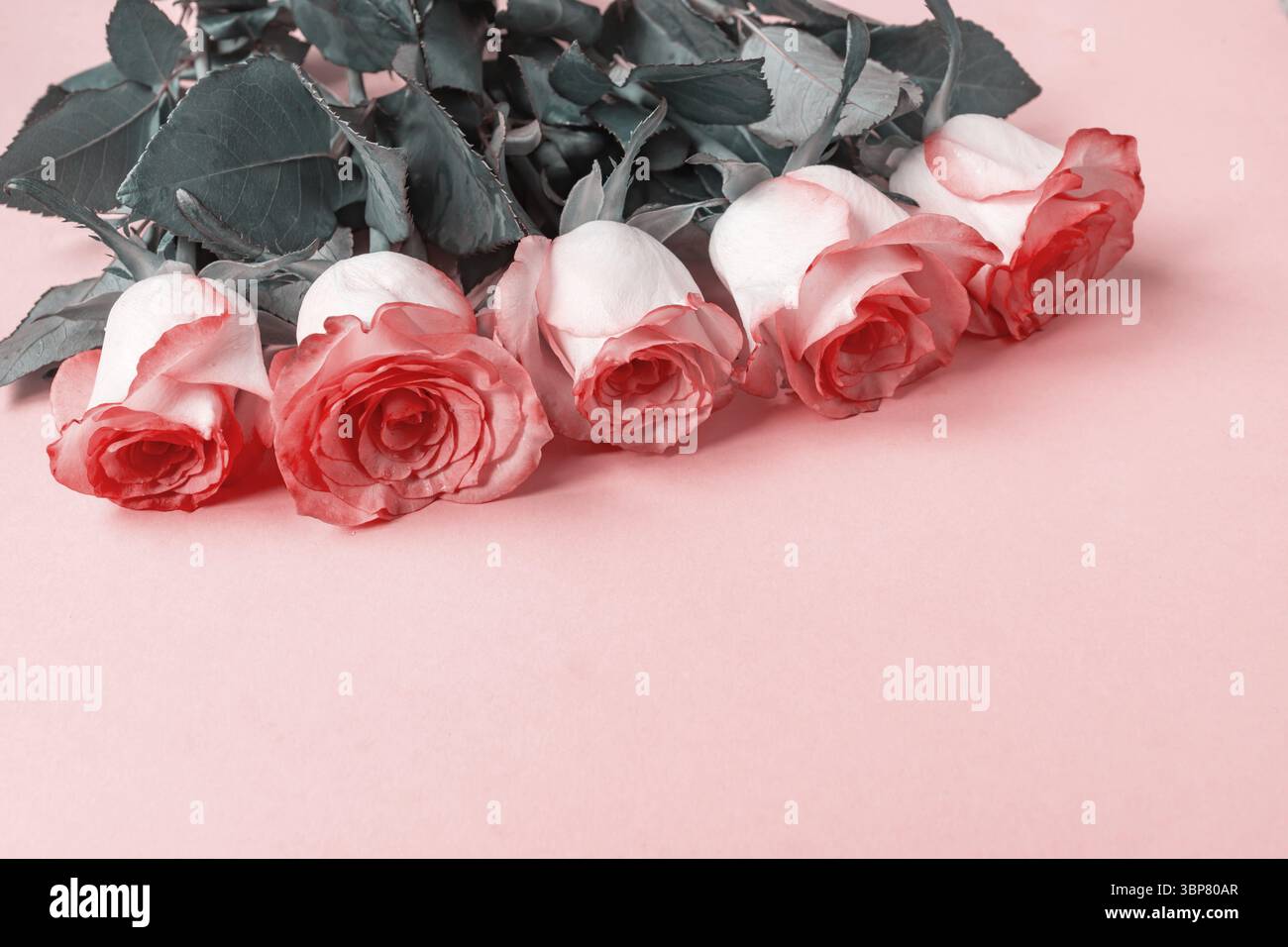 Five pink Roses on pink background. copy space - Valentines, 8 March ...