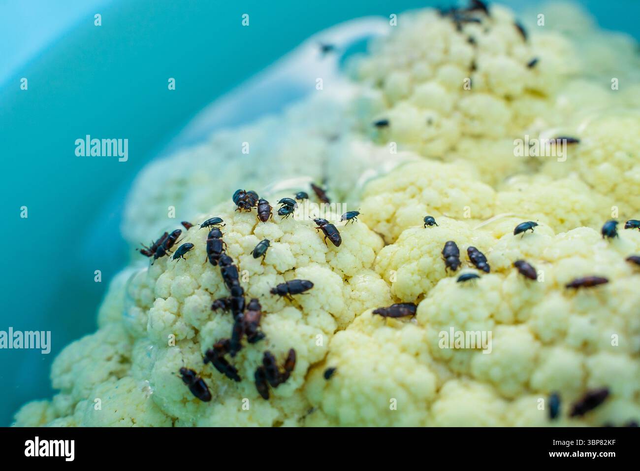 Cauliflower with beetle pests close up. Cauliflower inflorescence and a ...