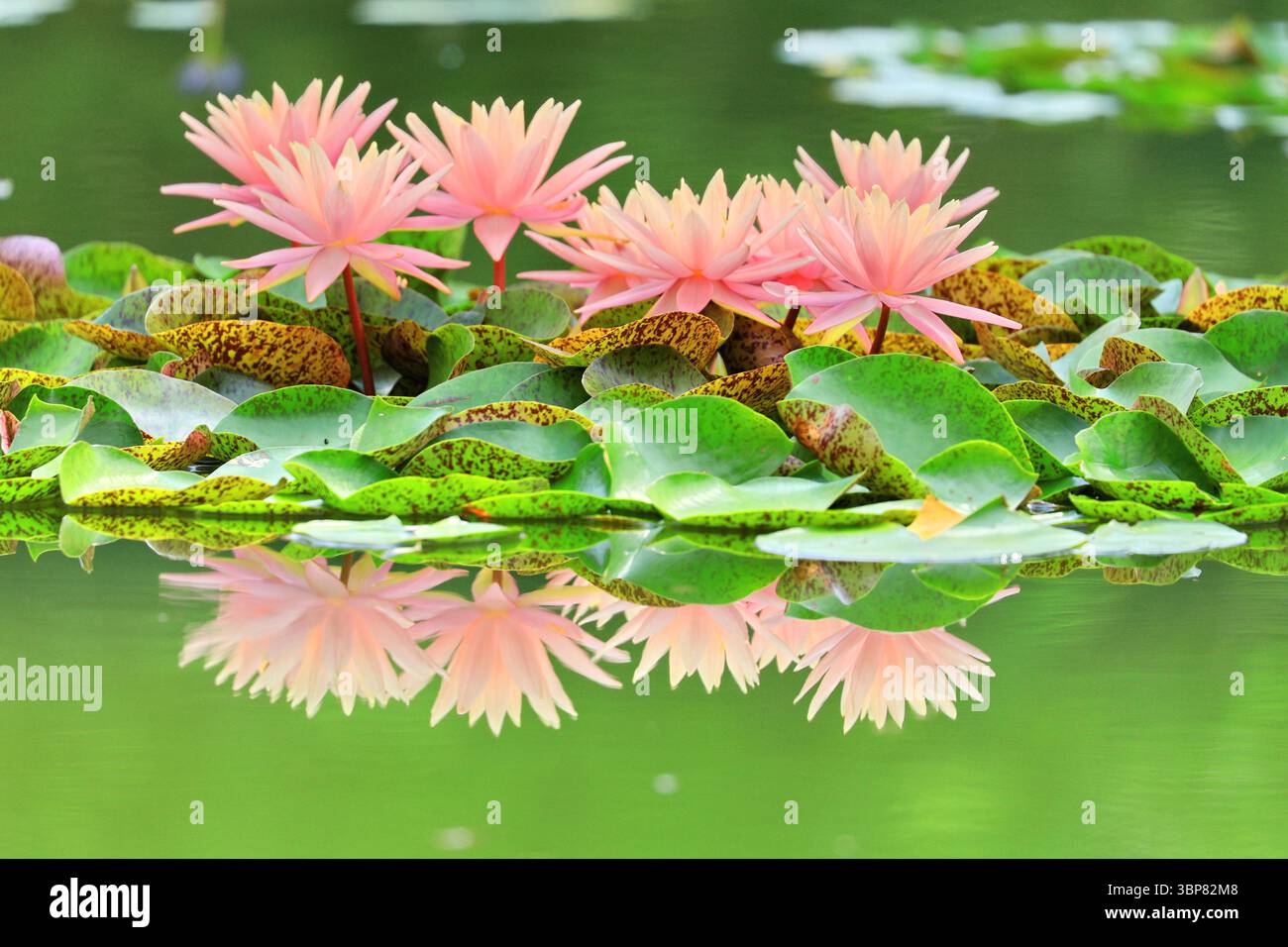 Water lilies bloom at the China National Botanical Garden in Beijing ...