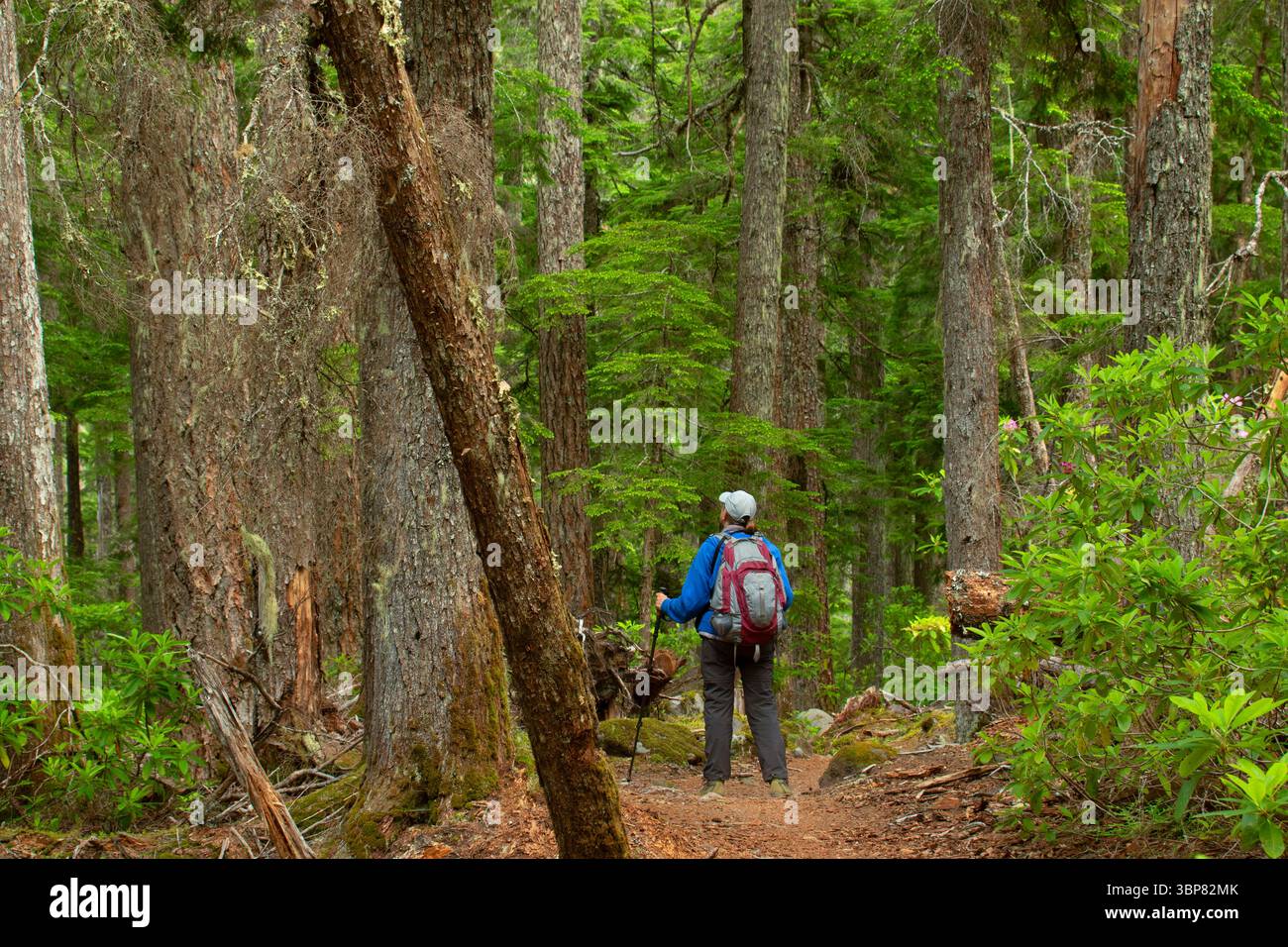 Pamelia Lake Trail, Mt Jefferson Wilderness, Willamette National Forest ...