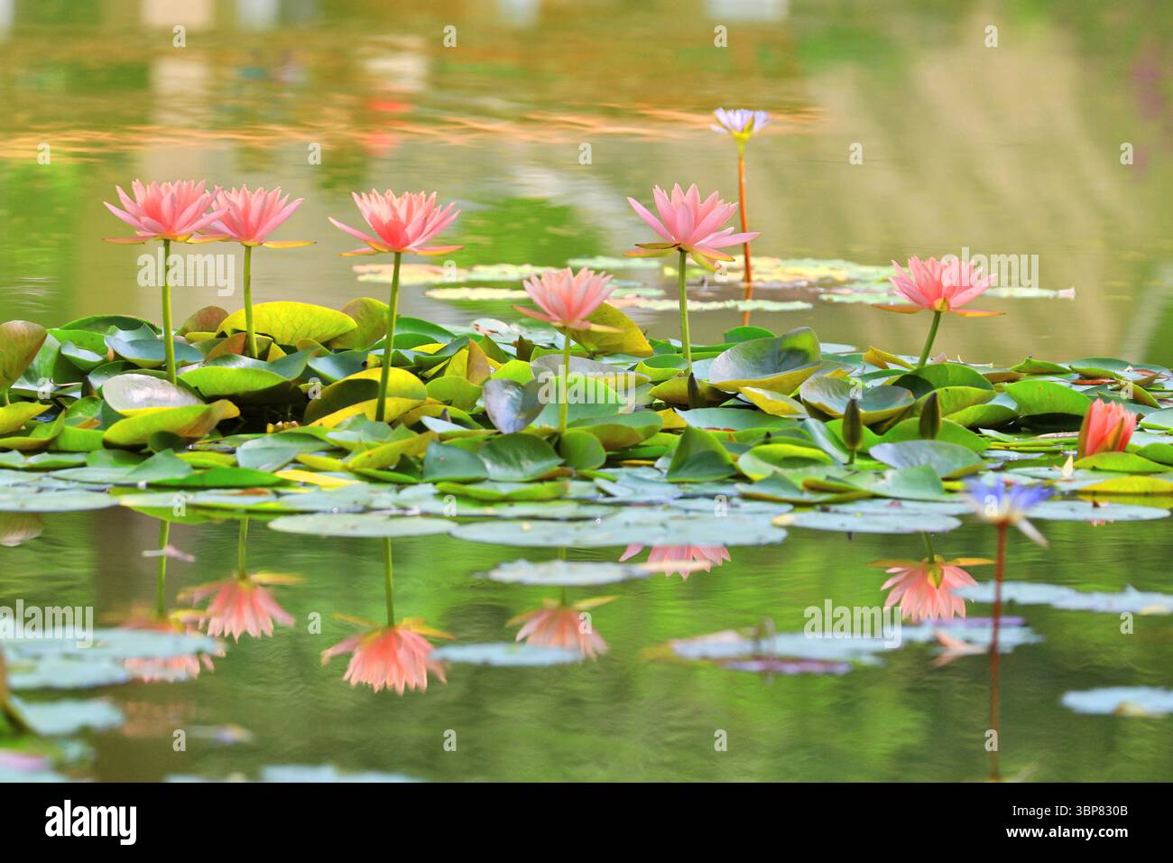 Water lilies bloom at the China National Botanical Garden in Beijing ...