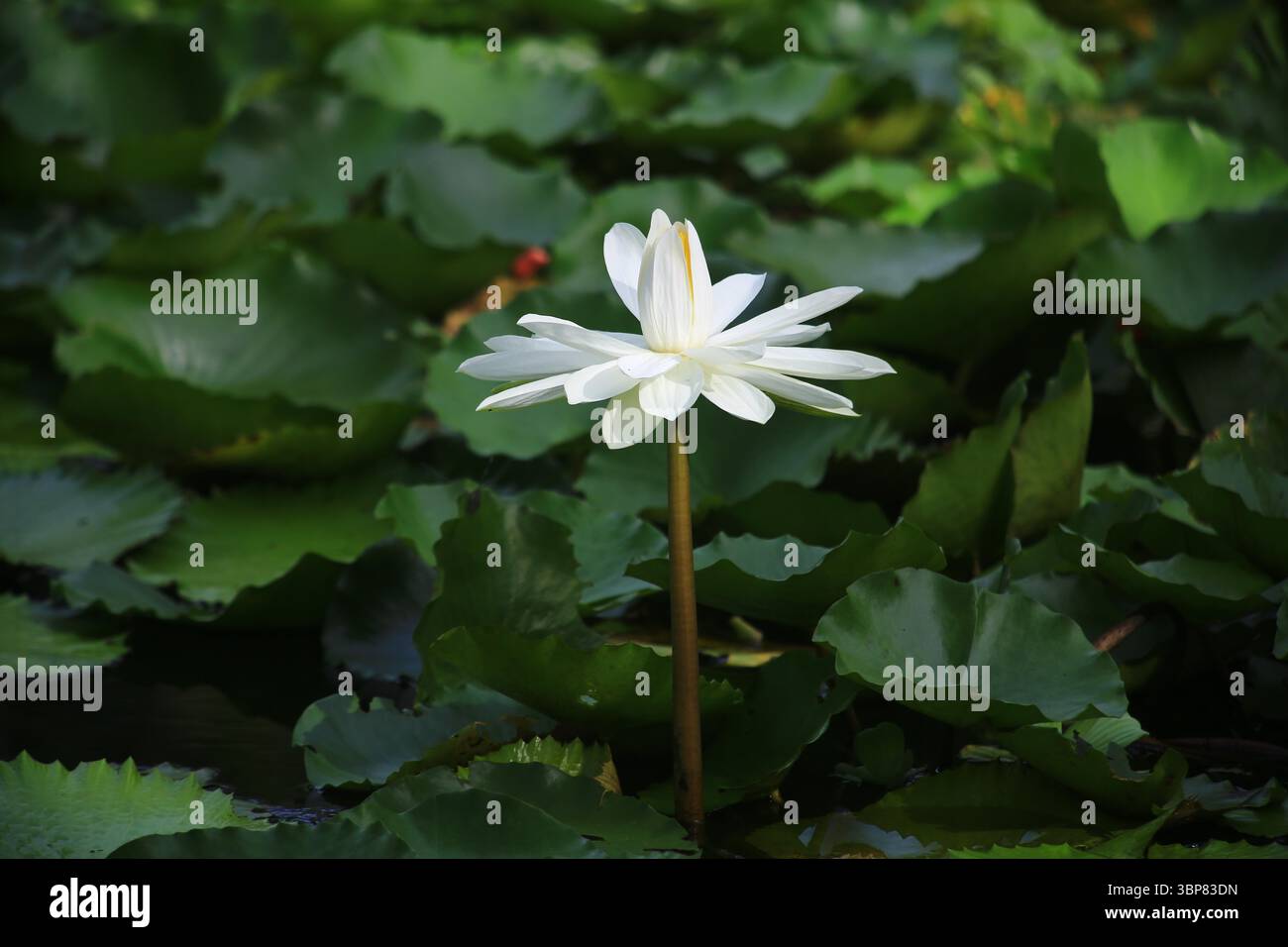 Summer flowers are in full bloom in Sanya City, southernmost China's ...