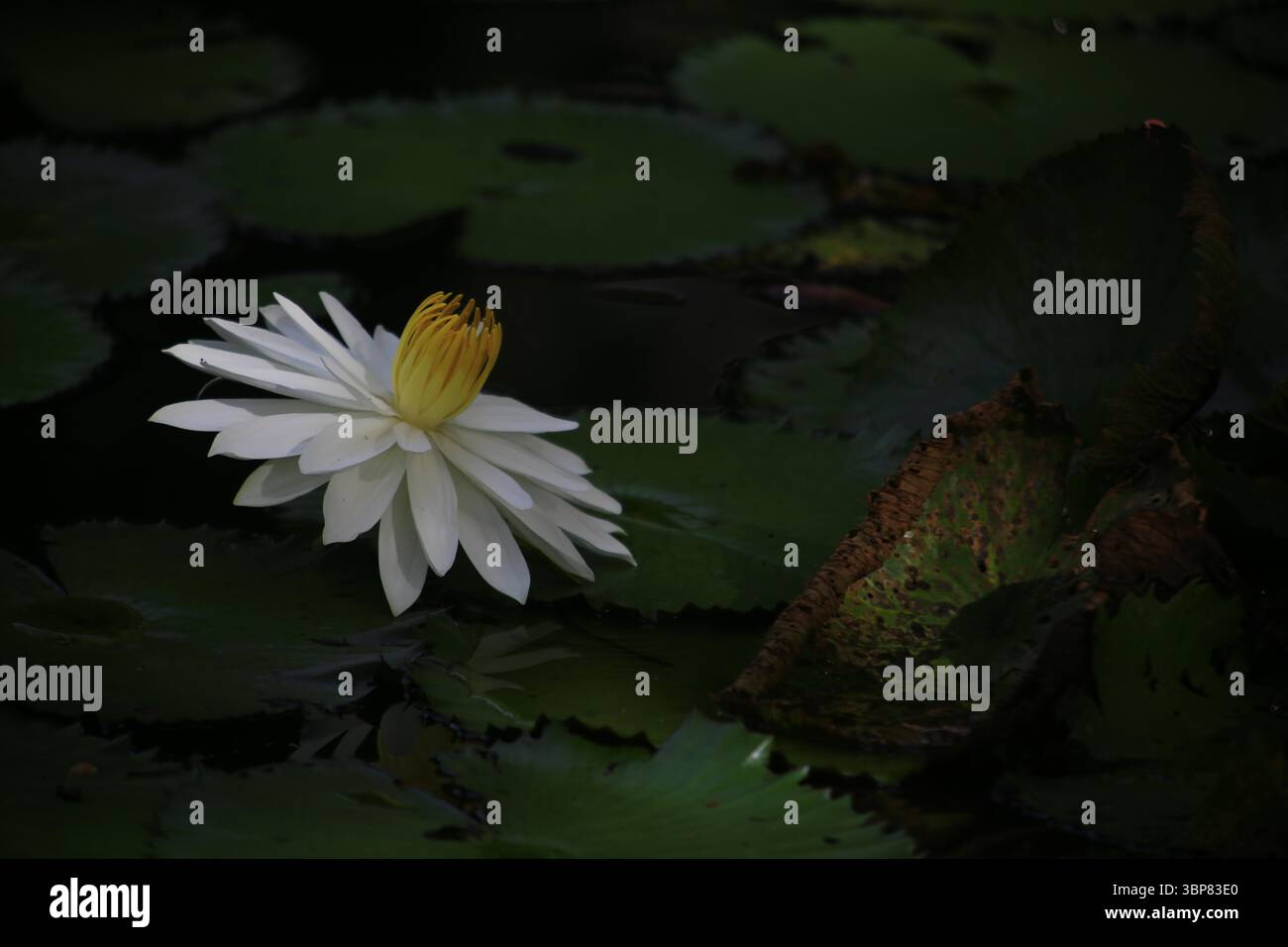 Summer flowers are in full bloom in Sanya City, southernmost China's ...