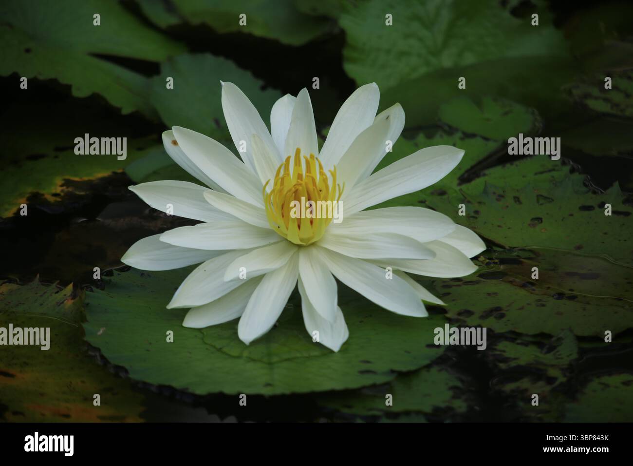 Summer flowers are in full bloom in Sanya City, southernmost China's ...