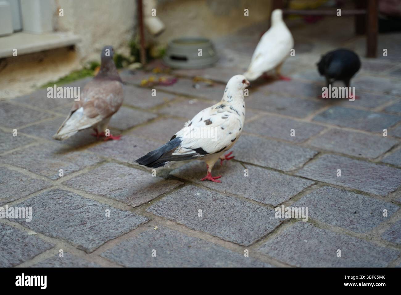 Pigeons gather and peck at the cobblestone street, creating a charming ...