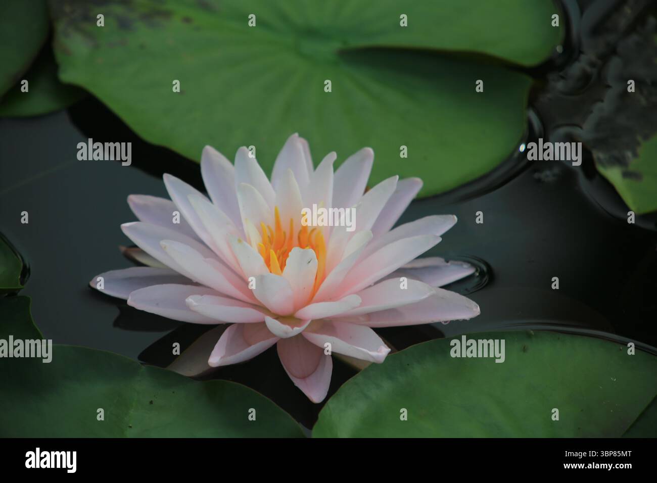 Summer flowers are in full bloom in Sanya City, southernmost China's ...