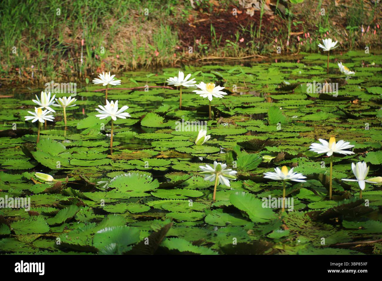 Summer flowers are in full bloom in Sanya City, southernmost China's ...