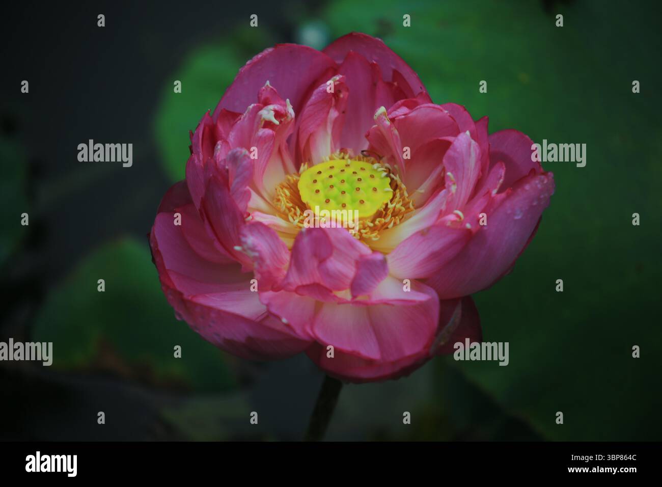 Summer flowers are in full bloom in Sanya City, southernmost China's ...