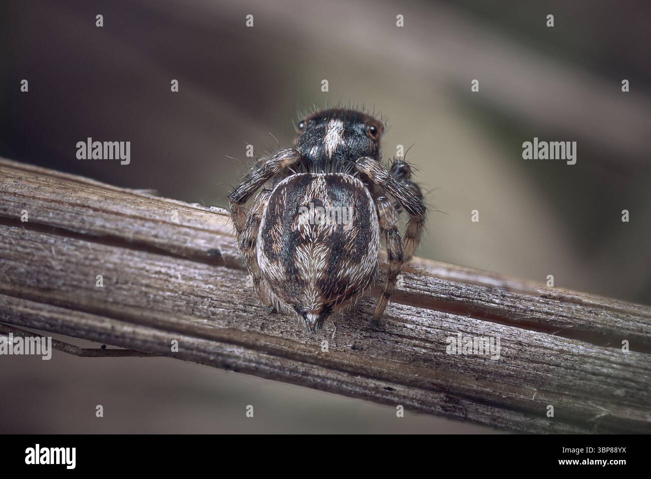 An immature Peacock spider (Maratus clupeatus) showing the patterns of ...