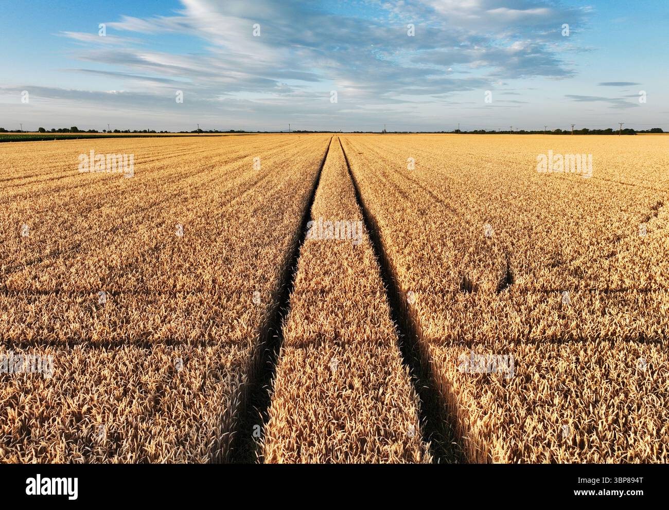 Aerial view of hay bales at sunset in summer. Top view of hay stacks ...