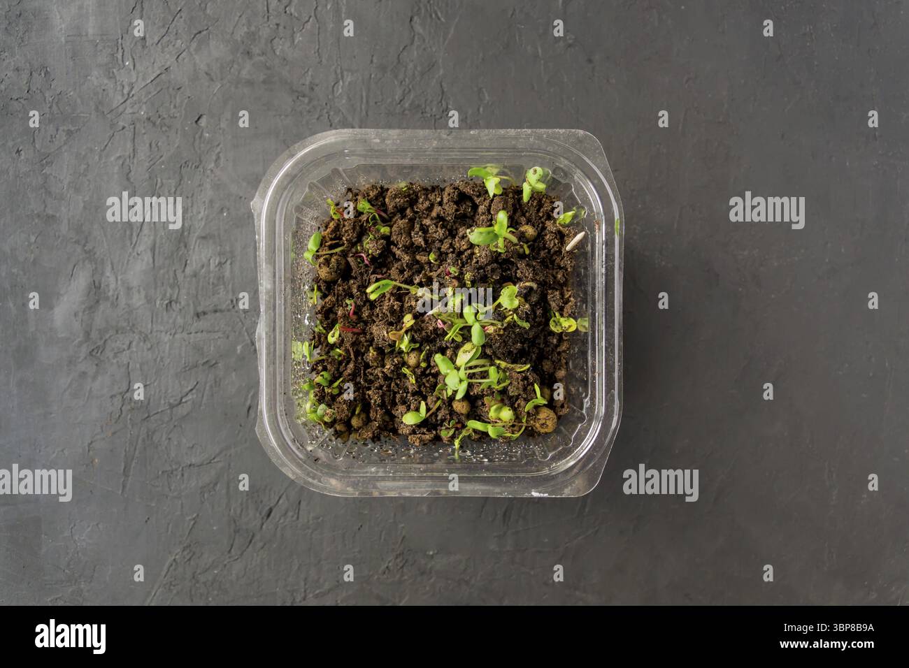 Growing microgreens in plastic container. Healthy macrobiotic food ...