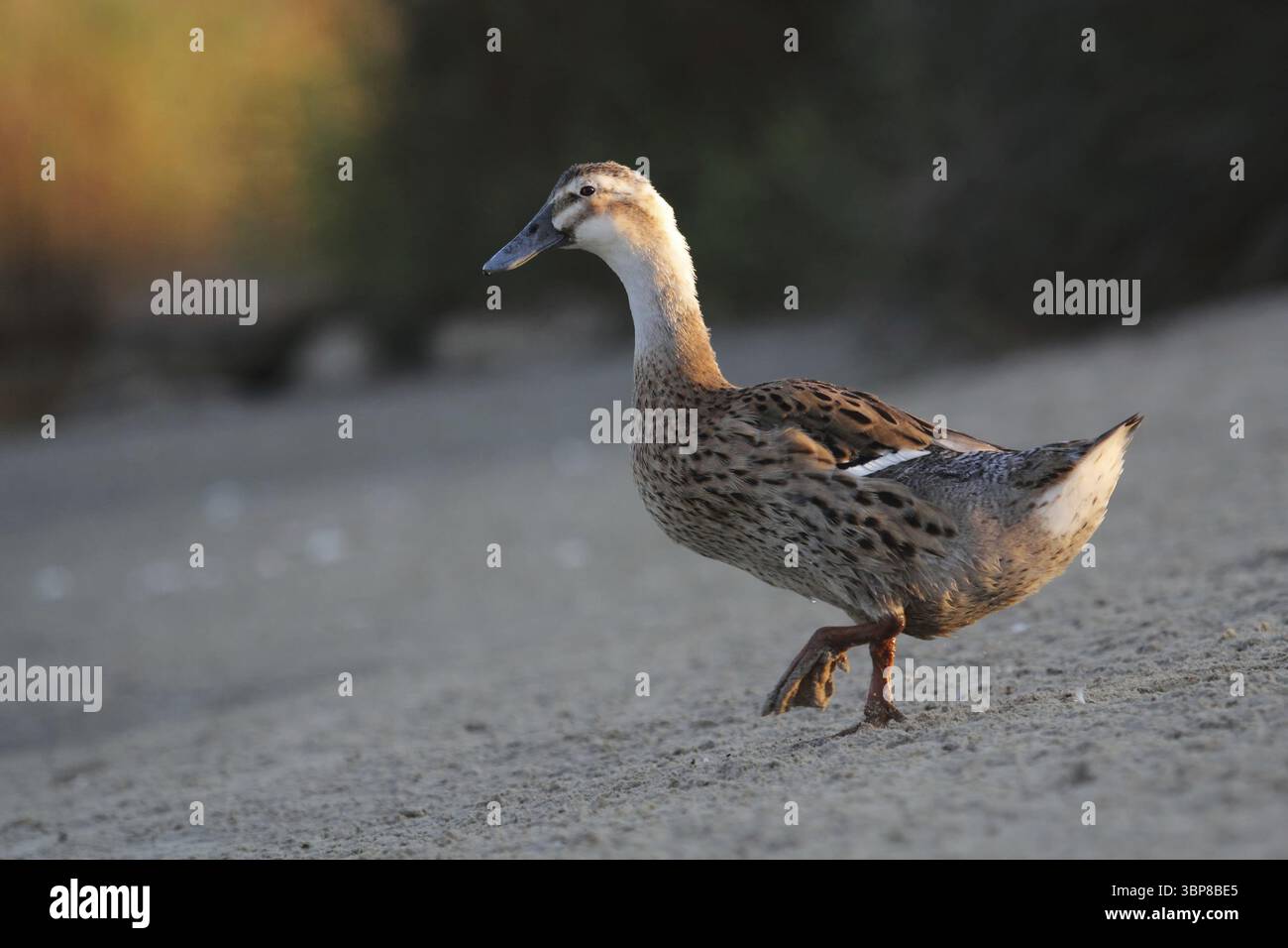 Feral mallard mix in Son Bou on Menorca Stock Photo - Alamy