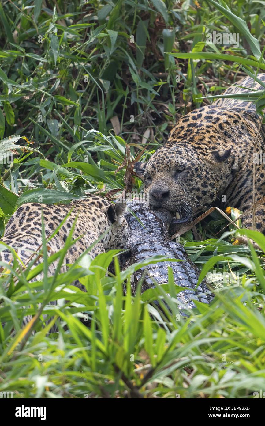 Jaguar (Panthera onca), spectacled caiman (Caiman crocodilus yacara ...