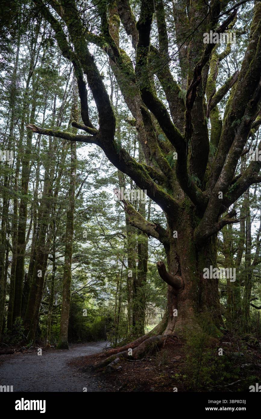 A towering, moss-covered tree stands beside a winding forest path. Its ...