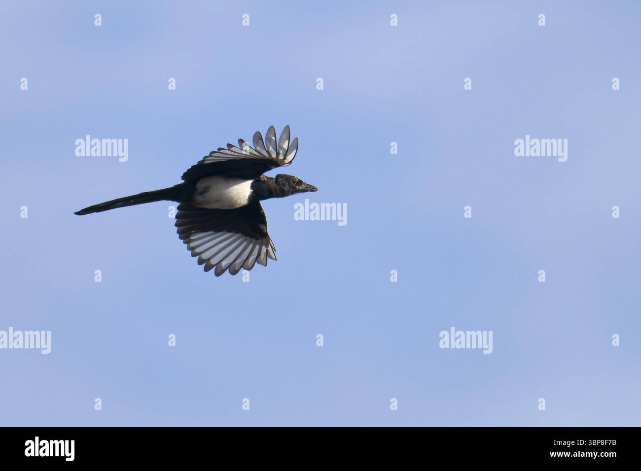 Elster (Pica pica) im Flug vor blauen Himmel. Eurasian Magpie (Pica ...