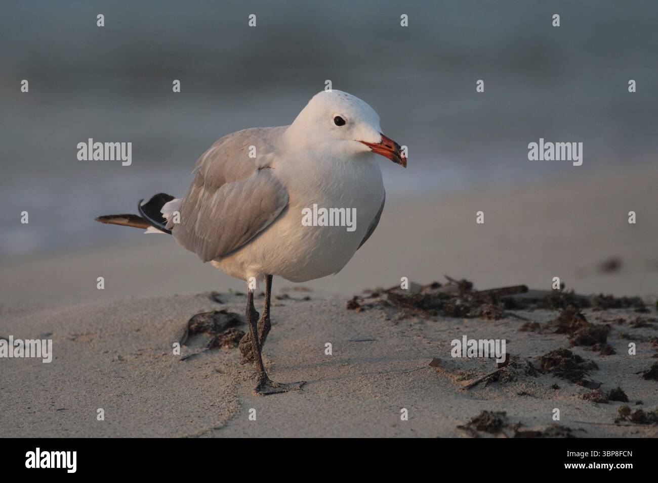Audouin's gull on the beach of Punta Prima on Menorca Stock Photo - Alamy