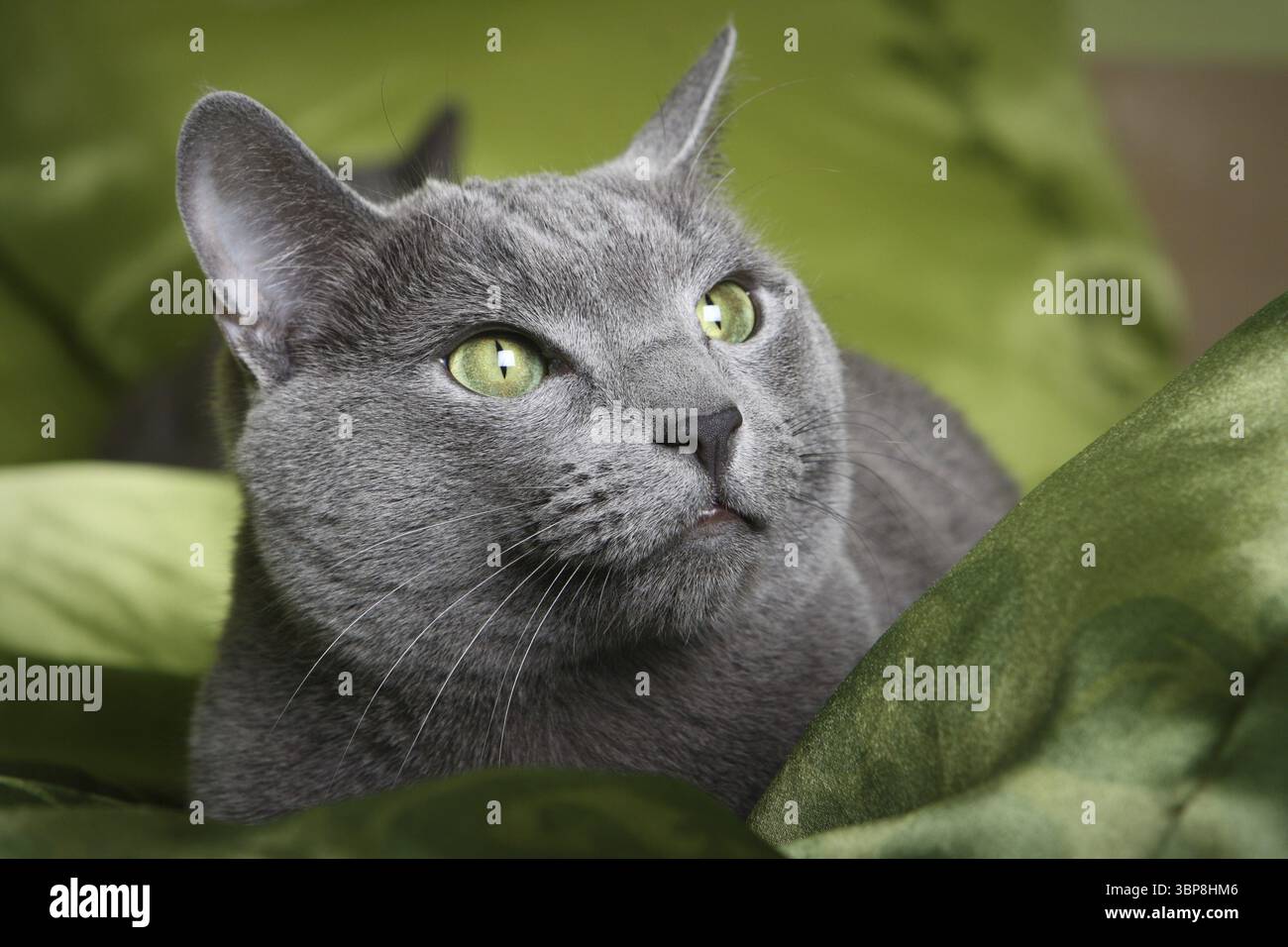 Russian blue tomcat with beautiful shining eyes sits in green satin ...