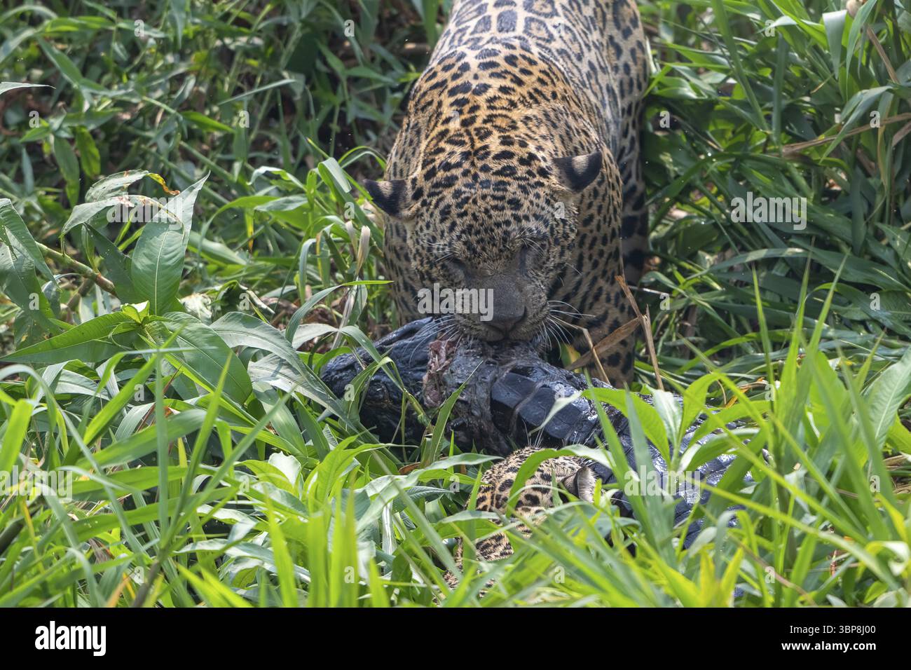 Jaguar (Panthera onca), spectacled caiman (Caiman crocodilus yacara ...