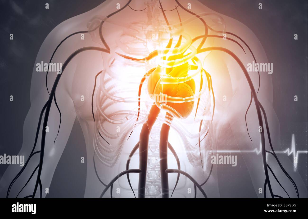 Human circulation cardiovascular system with heart anatomy. 3d ...