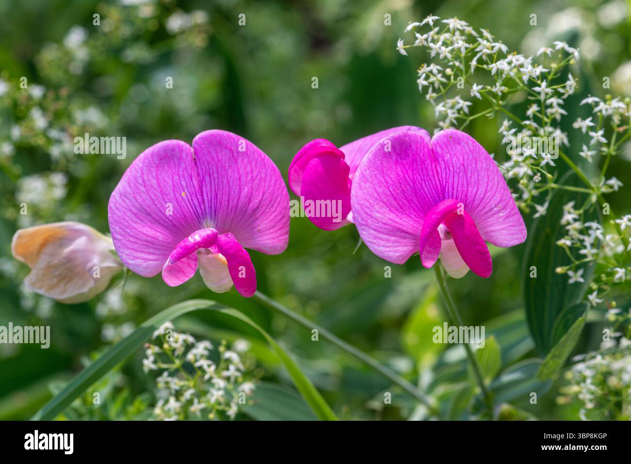 Bright pink flowers of narrow-leaved everlasting pea (Lathyrus sylvestris), wildflower growing ...