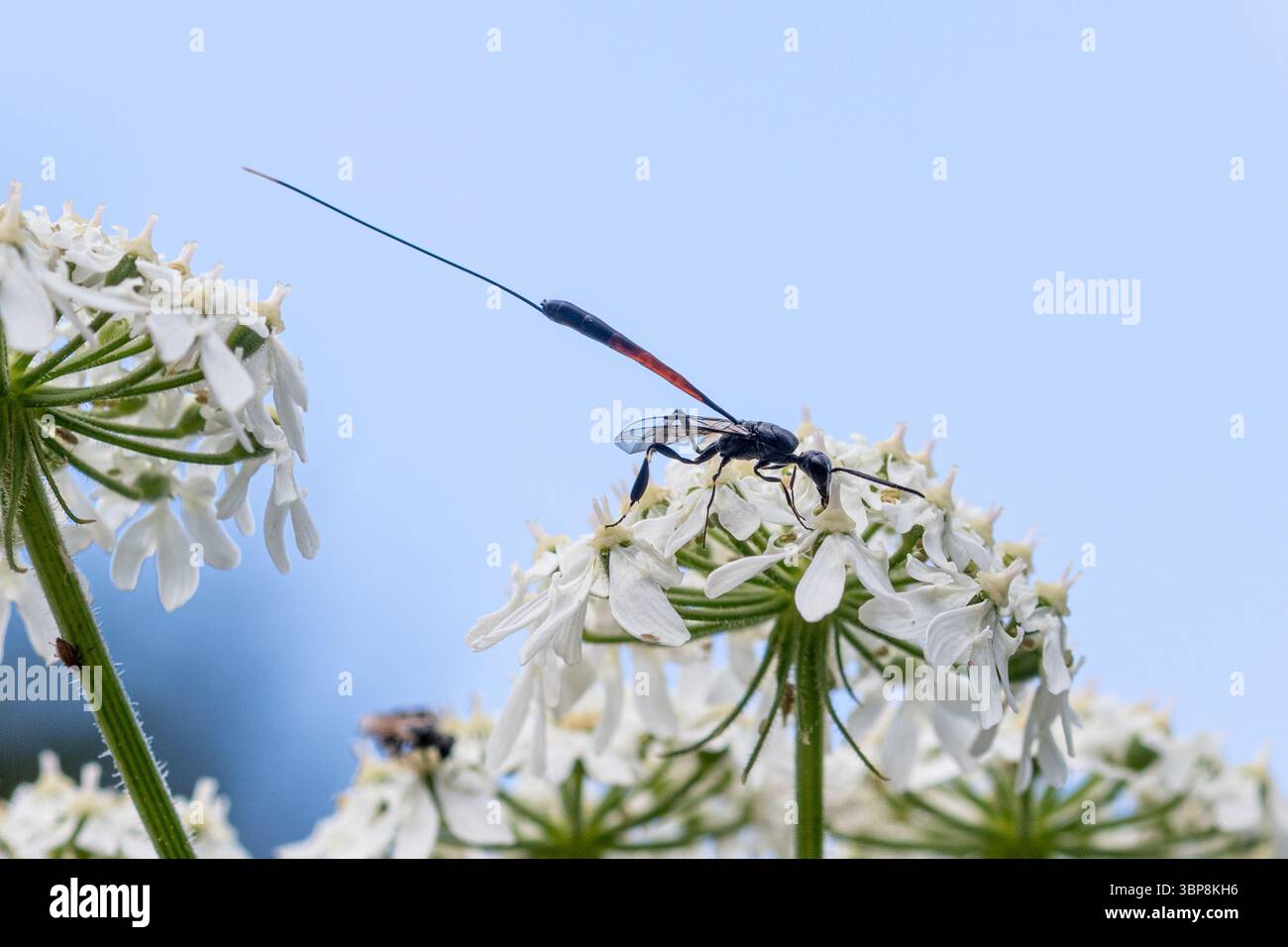 Ichneumon wasp, a solitary wasp species with a very long ovipositor on ...
