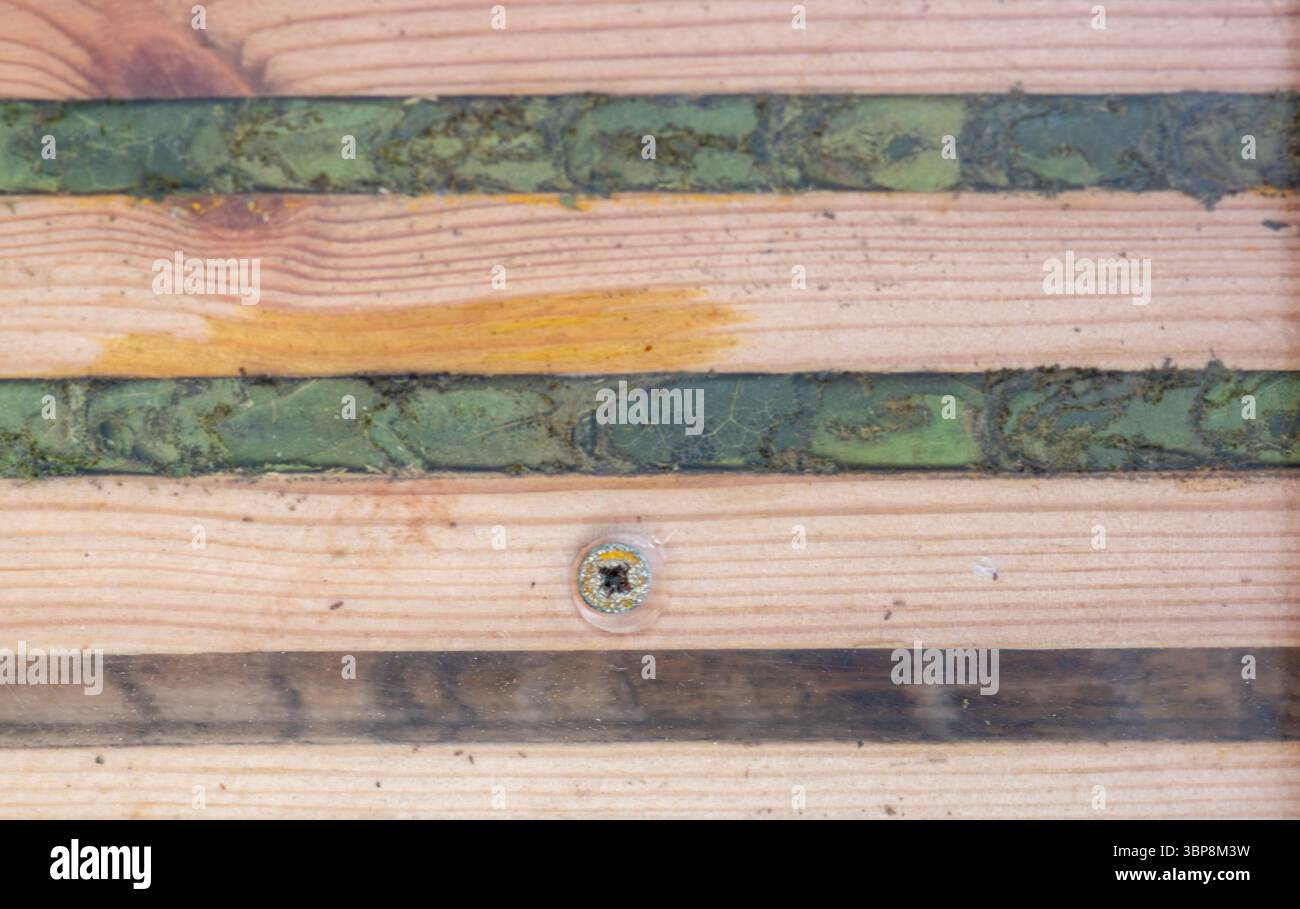 Interior of a bee hotel showing the breeding cells or cocoons of a ...