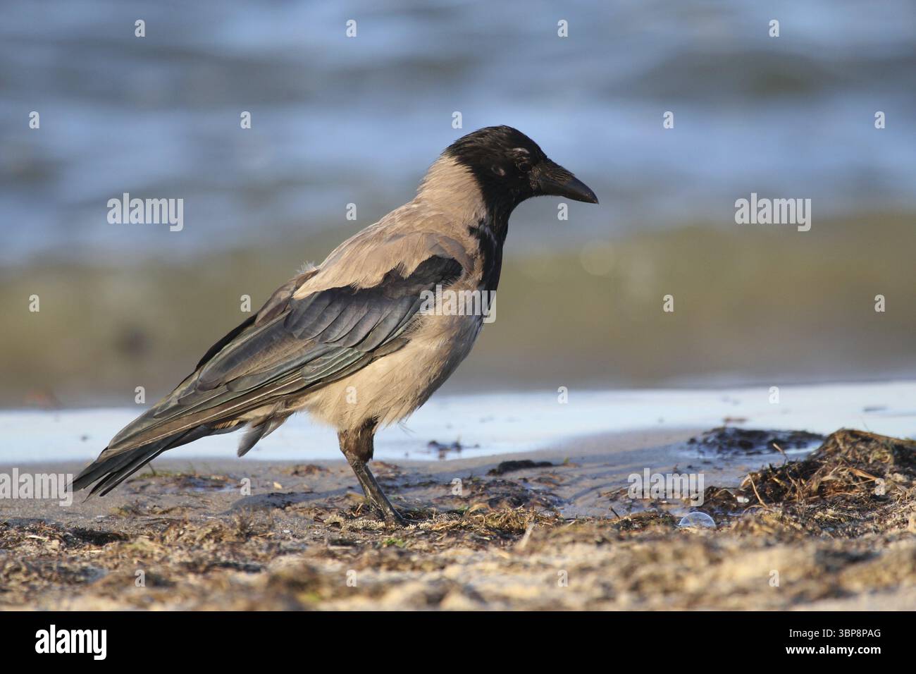 Hooded crow corvus corone sea hi-res stock photography and images - Alamy