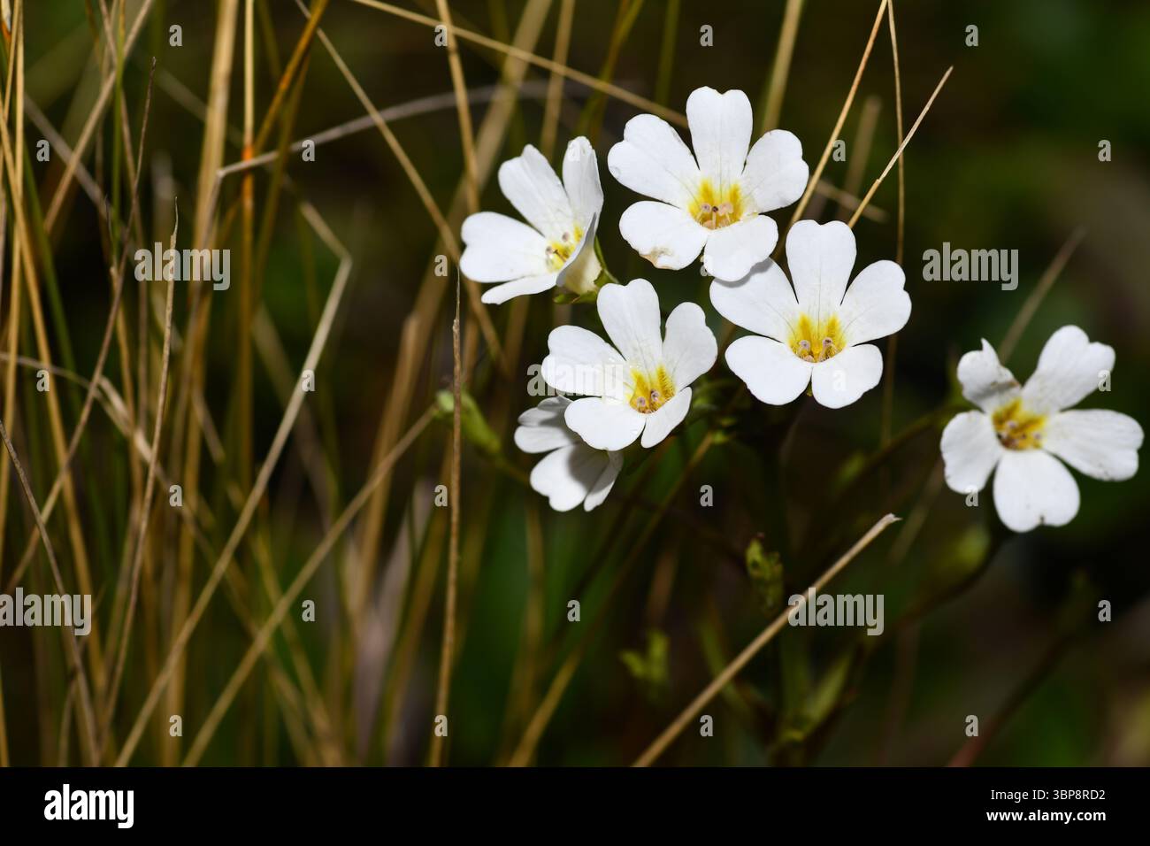 Mountain cook lily hi-res stock photography and images - Alamy