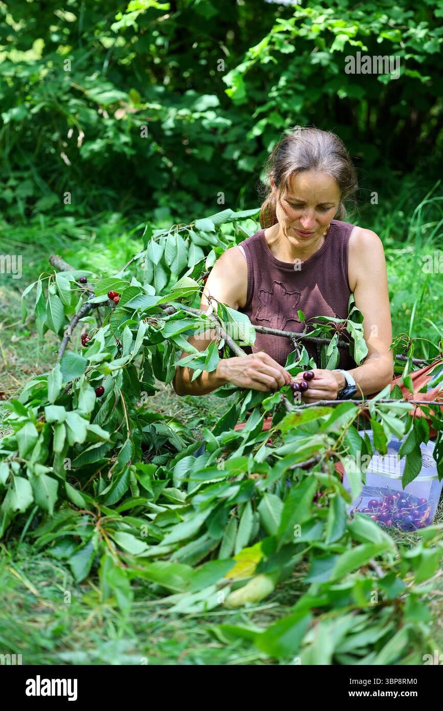 Woman picking cherries from fresh branches outdoors Stock Photo - Alamy