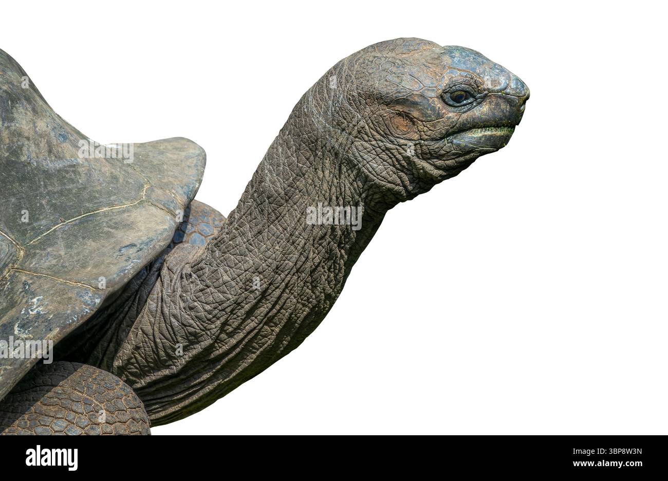 Close up side view portrait of the head of a Seychelles giant tortoise ...