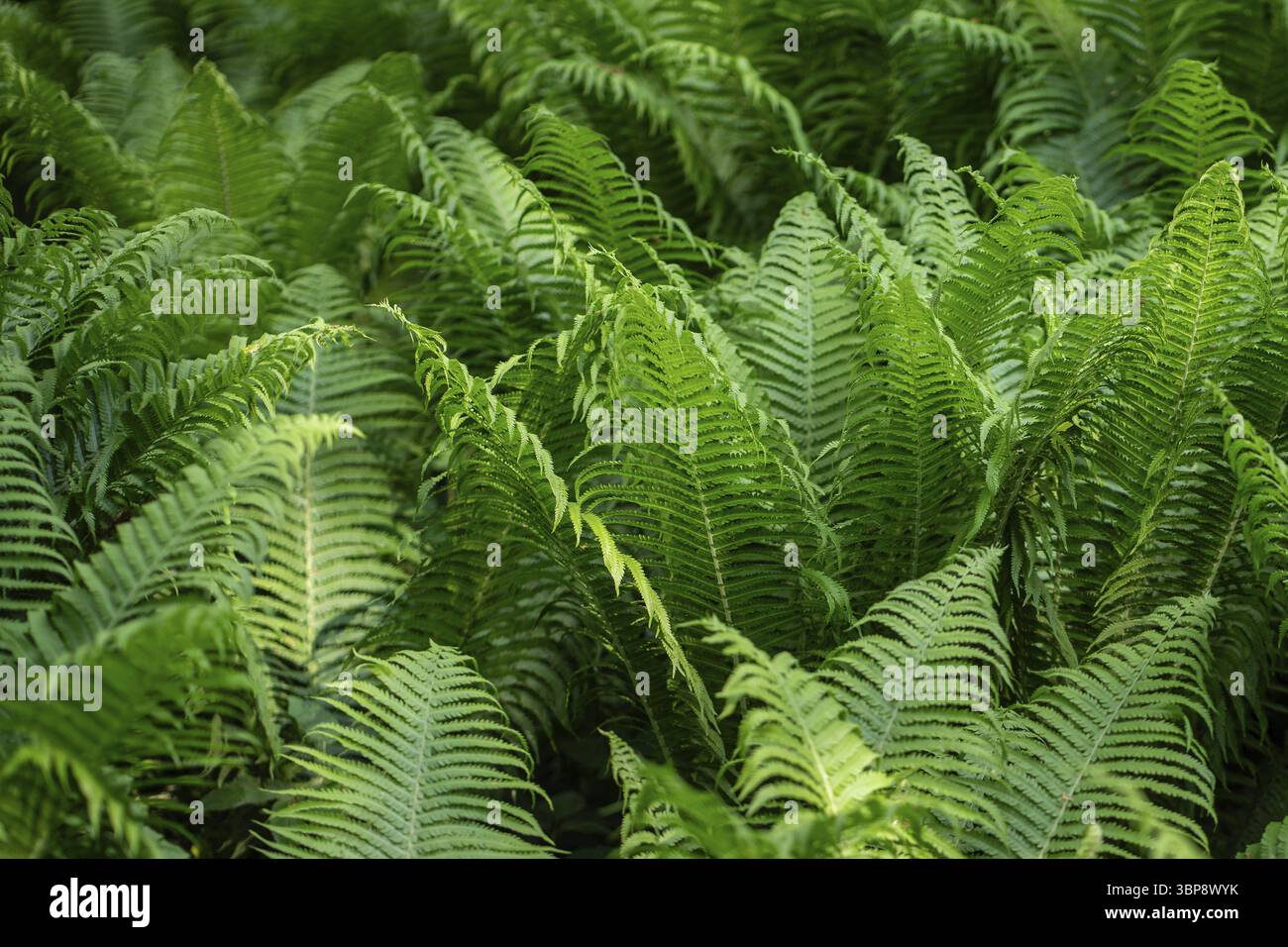 Green fresh wild fern leaves in rainforest, jungle, forest. Bunch of ...