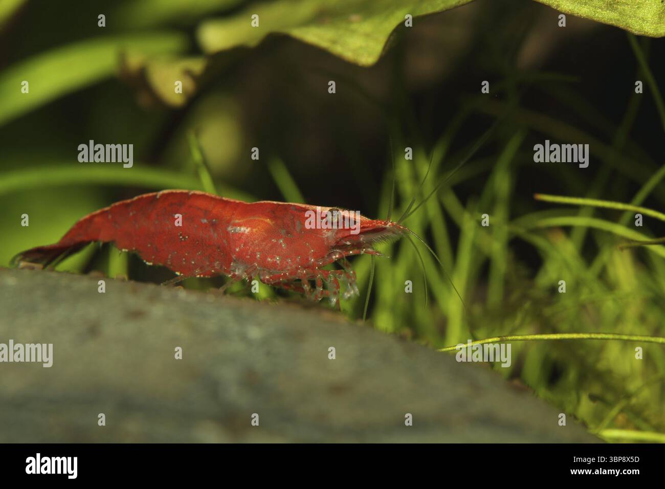 Cherry shrimp neocaridina davidi hi-res stock photography and images ...