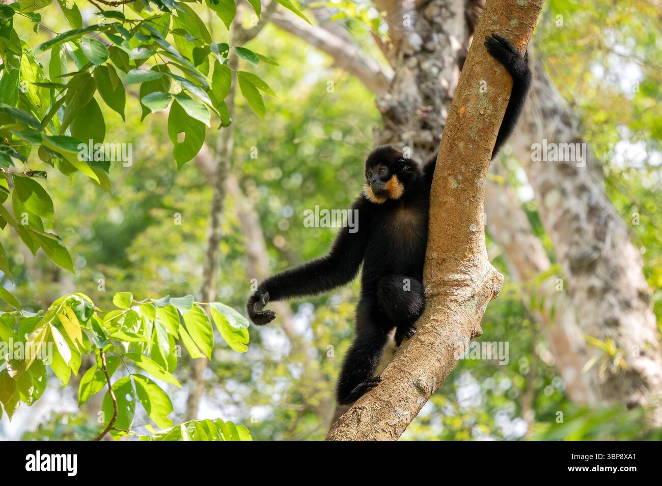 Southern Yellow-cheeked Crested Gibbon - Nomascus gabriellae, beautiful ...