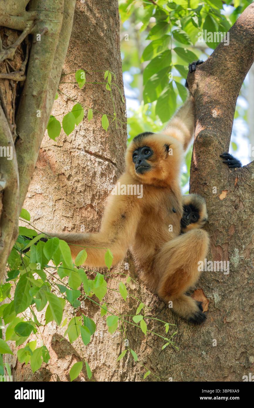 Southern Yellow-cheeked Crested Gibbon - Nomascus gabriellae, beautiful ...