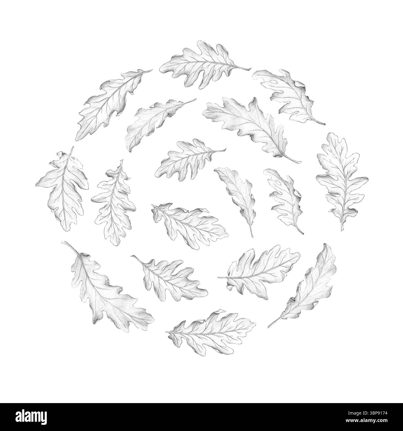 Oak leaves in a round frame on a white background. Artistic, monochrome ...