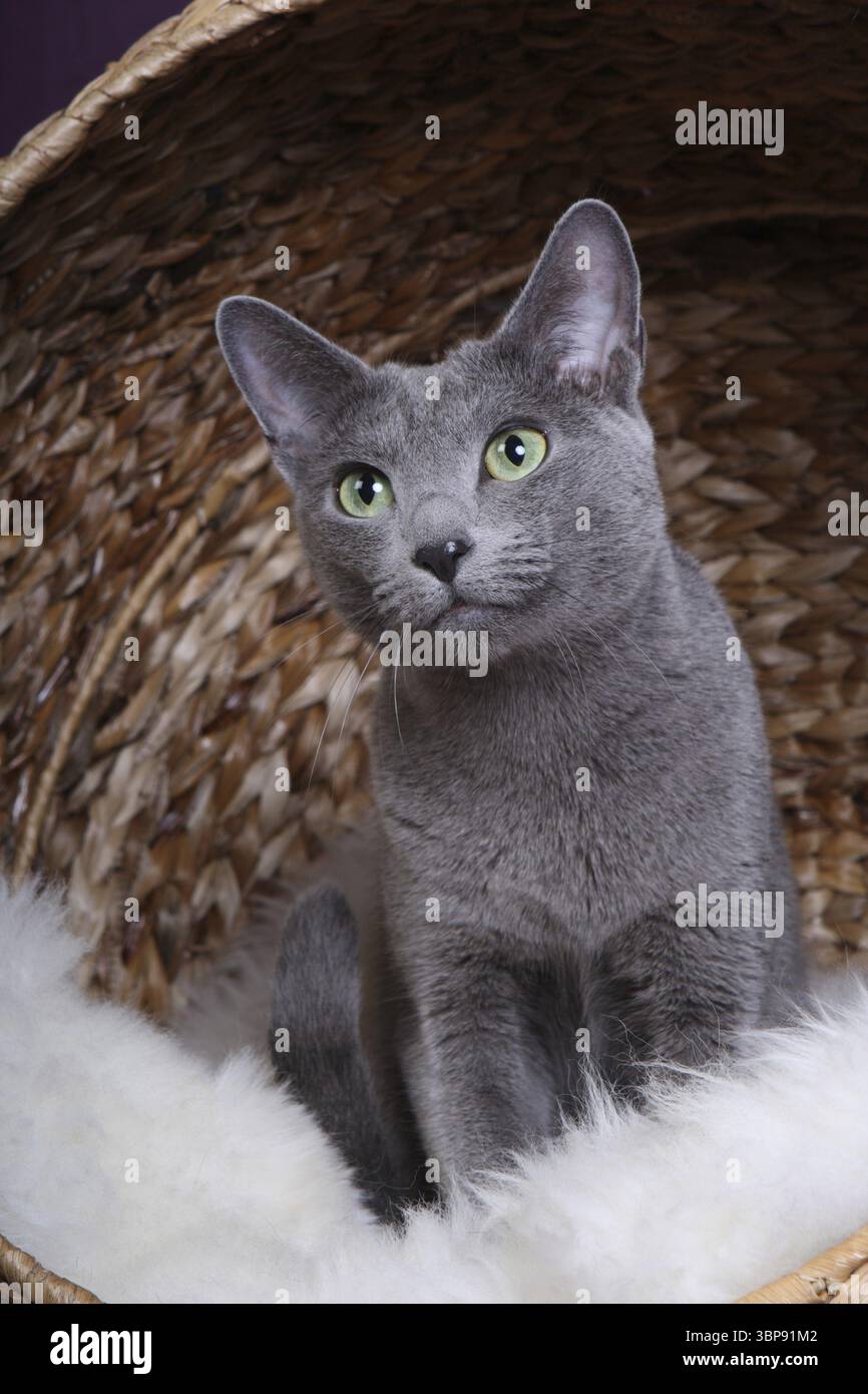 Beautiful Russian Blue cat sits in her cosy cat basket and looks out ...