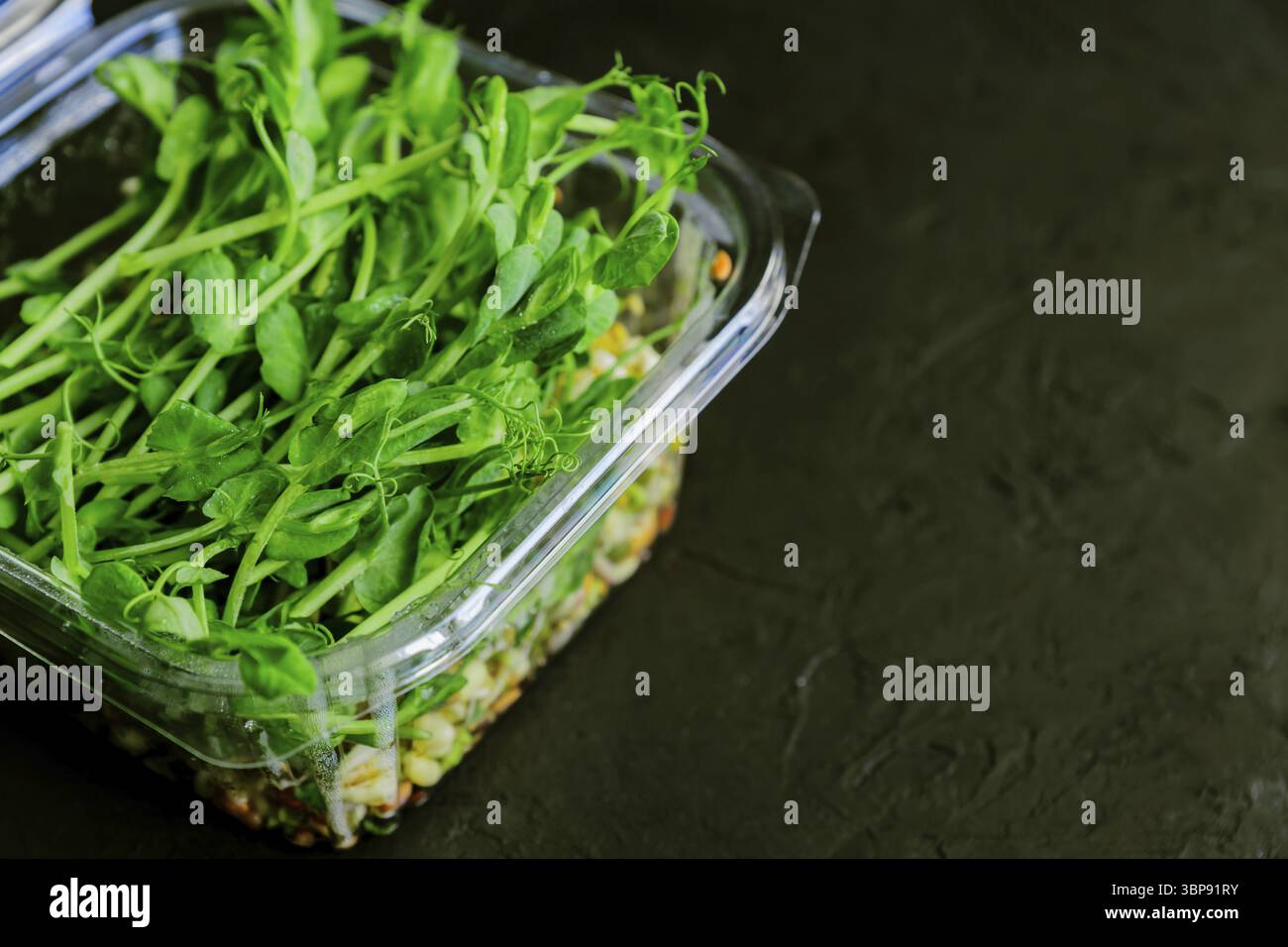Peas green sprouts edible plants in a plastic box. microgreens ...