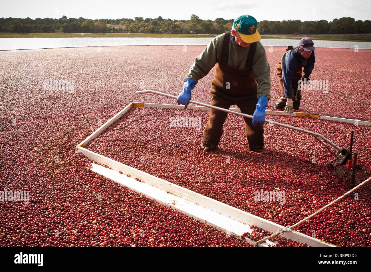 Men harvest cranberries at the Old Colony Bog in South Yarmouth ...