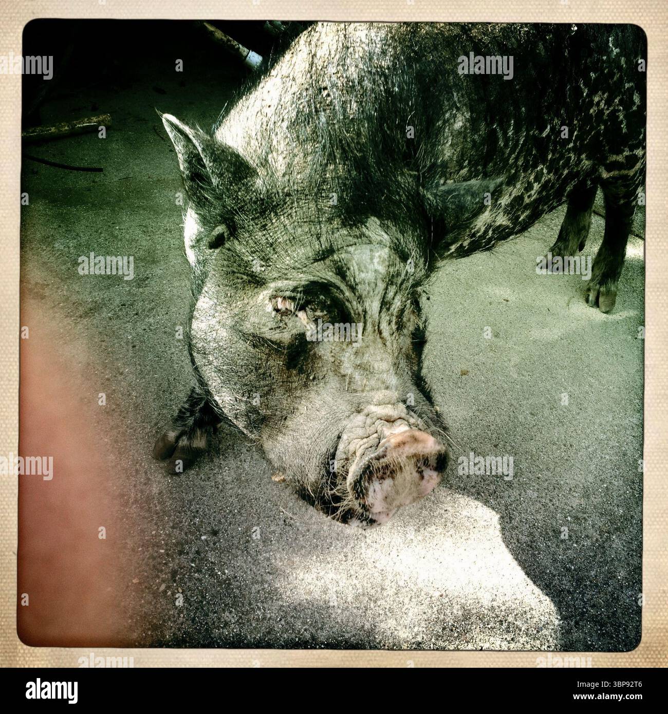 Old pig hi-res stock photography and images - Alamy
